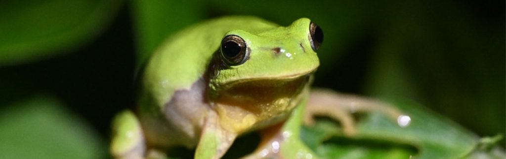 Can we make a long-term home for farm-loving treefrogs? | by Research ...