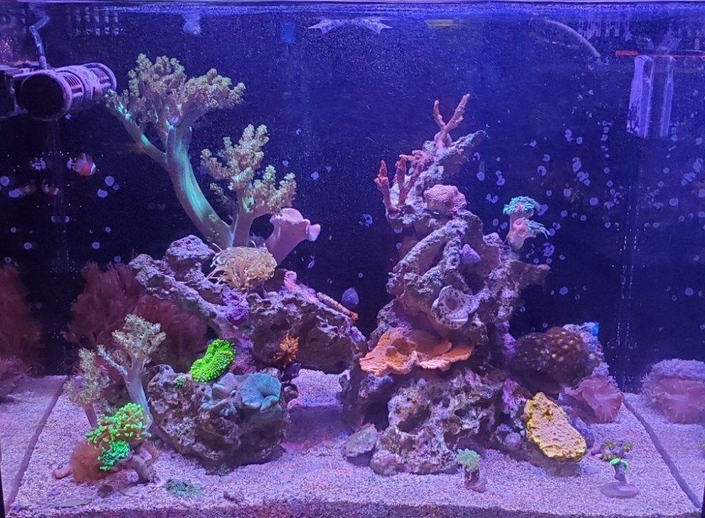 Reef Mentoring: Part 10–6 Month Update — The “B” Word | by Reefs | May ...
