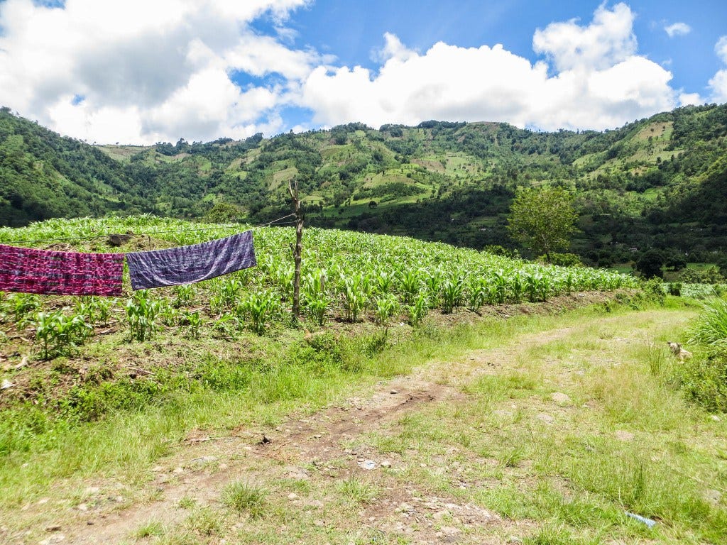 The Growing Crisis in Guatemala: Why Coffee Rust is a Pressing Public ...