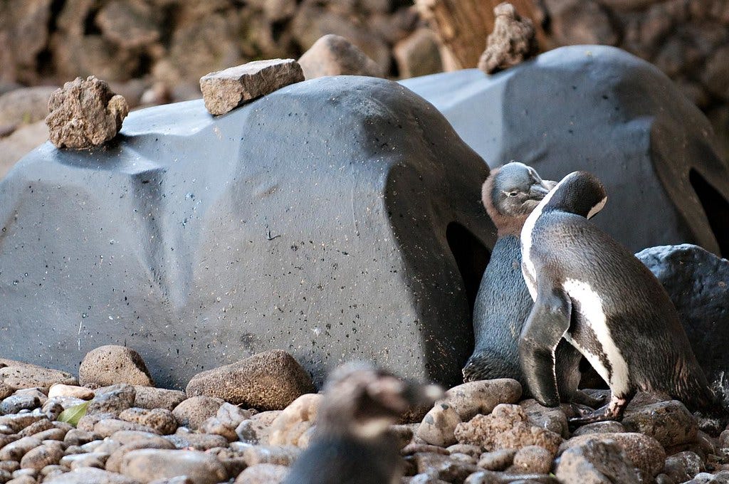 Maui Officials Tyrannically Vote Against Hotel’s Penguins | by Melissa ...