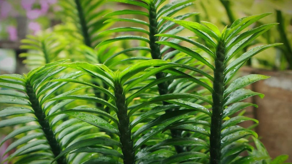 Pedilanthus tithymaloides — Devil’s Backbone plant varieties & its ...