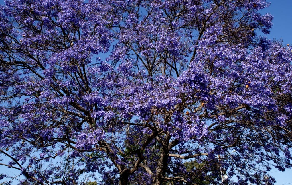 Jacaranda Tree. In summer, they turn the landscape into… | by Dr. Seema ...