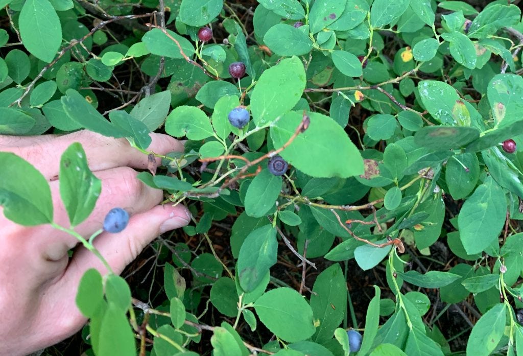 Huckleberries. It’s huckleberry season! Huckleberries… | by David ...