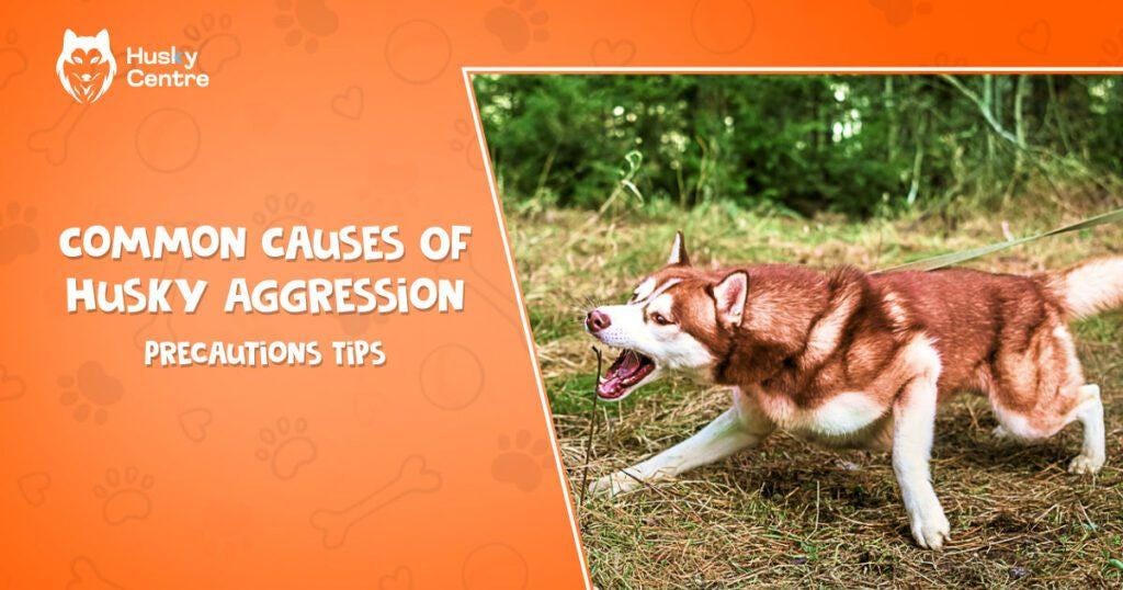 How to Deal With an Aggressive Husky: Pro Tips | by Mamun | Jul, 2024 ...