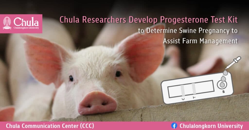 Chula Researchers Develop Progesterone Test Kit to Determine Swine ...