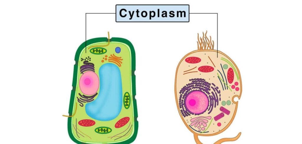 Cytosol vs cytoplasm: Difference between cytosol and cytoplasm (Full ...