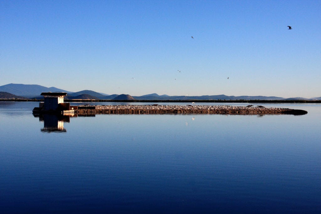 BioHaven Floating Solar. BioHaven Floating Islands provide a… | by Anne ...