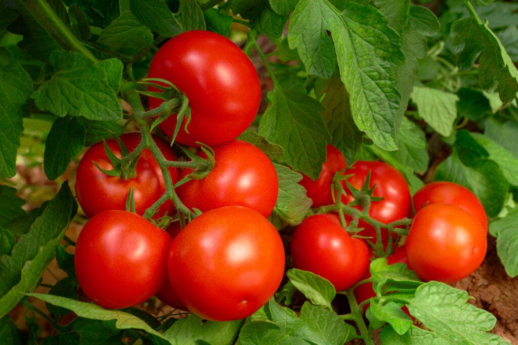 Tomato. Tomato | by Santhionline | Apr, 2023 | Medium