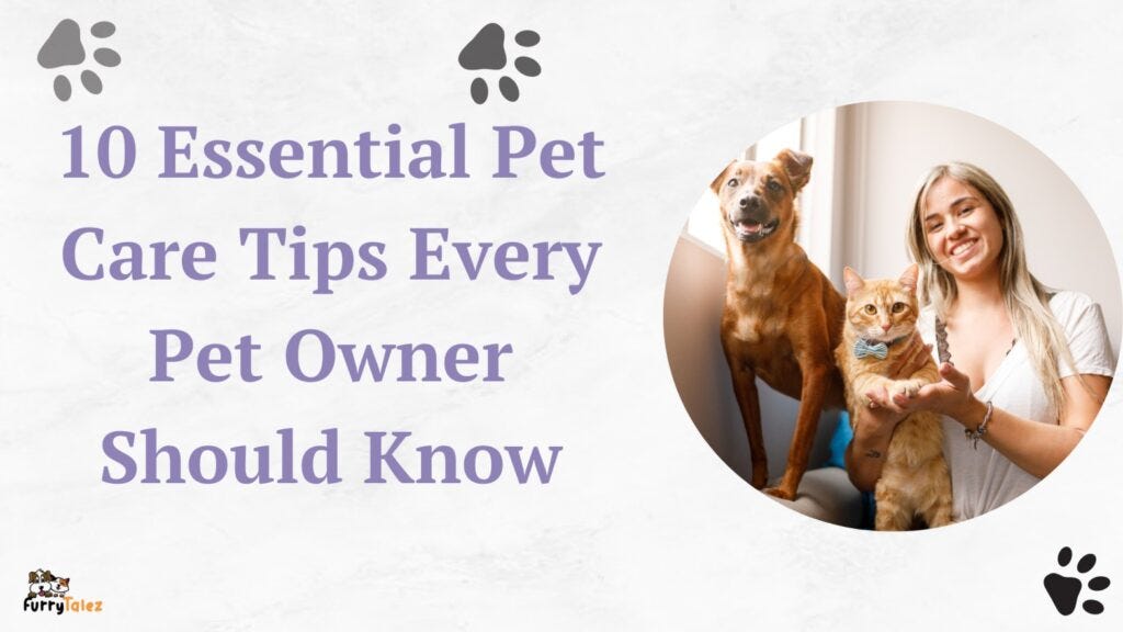 10 Essential Pet Care Tips Every Pet Owner Should Know | by Sangam ...