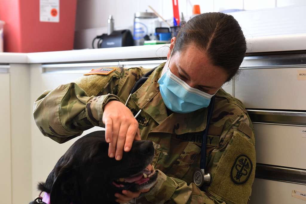 Expert Veterinary Care at St. Clairs | by Emergency Vet | May, 2023 ...