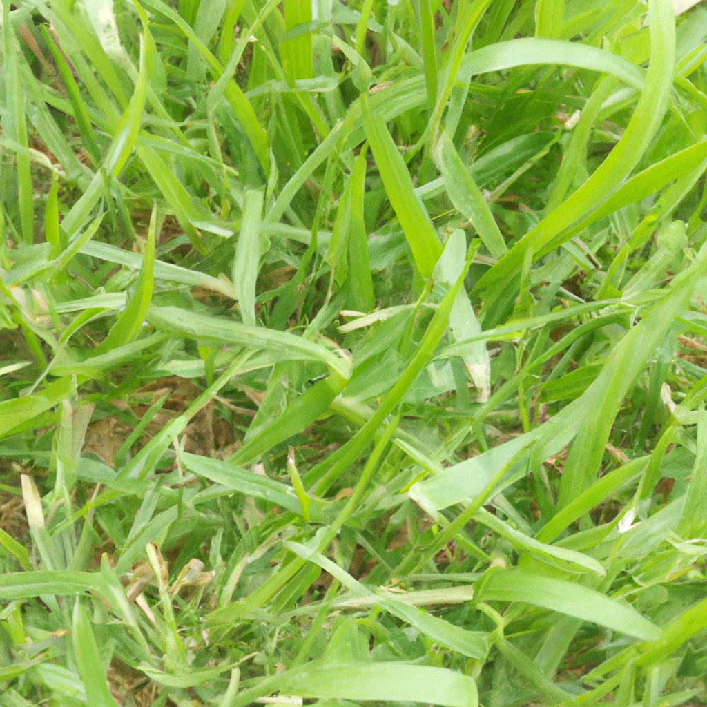 Grass: A Sign of Good Health | by SeedBaba | Medium