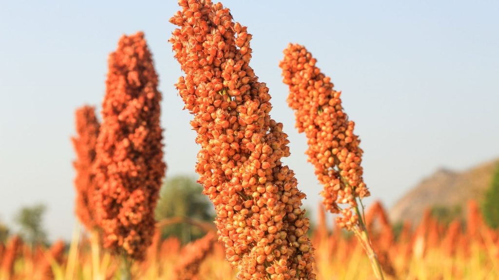 Nutritional Benefits of Little Millet: A Healthier Choice for Your ...