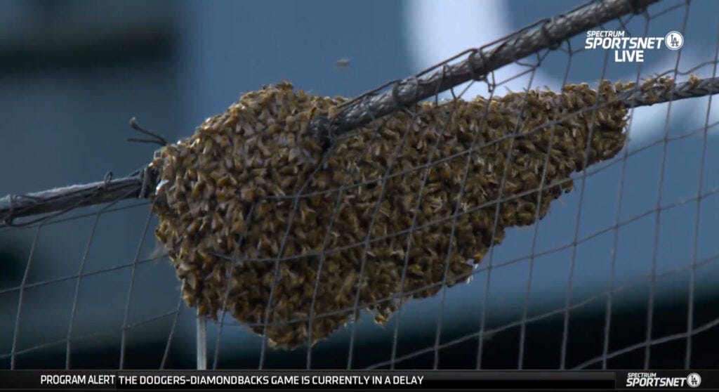 Bees Delay Los Angeles Dodgers-Arizona Diamondbacks Game 2 Hours ...