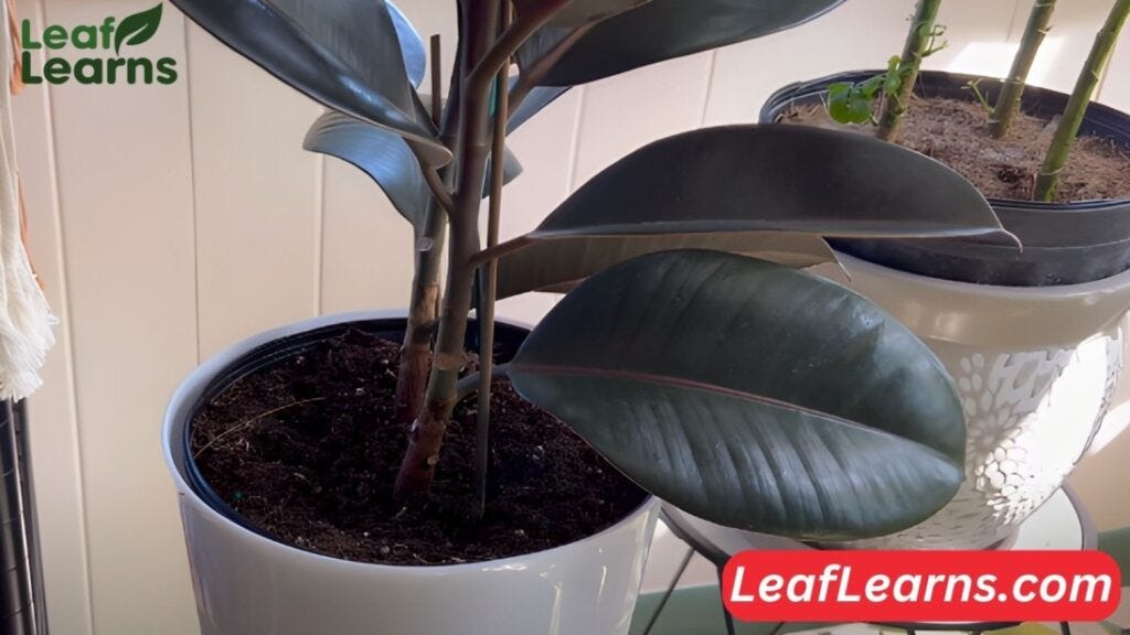 Why Are My Rubber Plant Leaves Drooping — Leaflearns (2024) | by ...