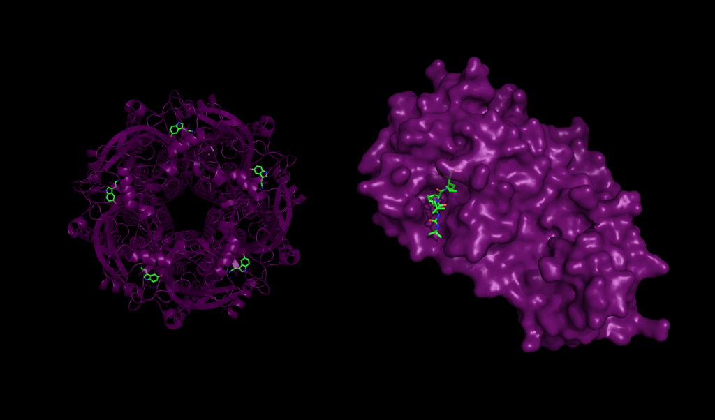 Docking Proteins to Deny Disease: Computational Considerations for ...