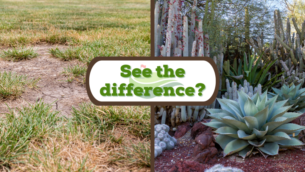 Spotlight: 10 Awesome Desert Plants to Add to Your Lawn! | by ...