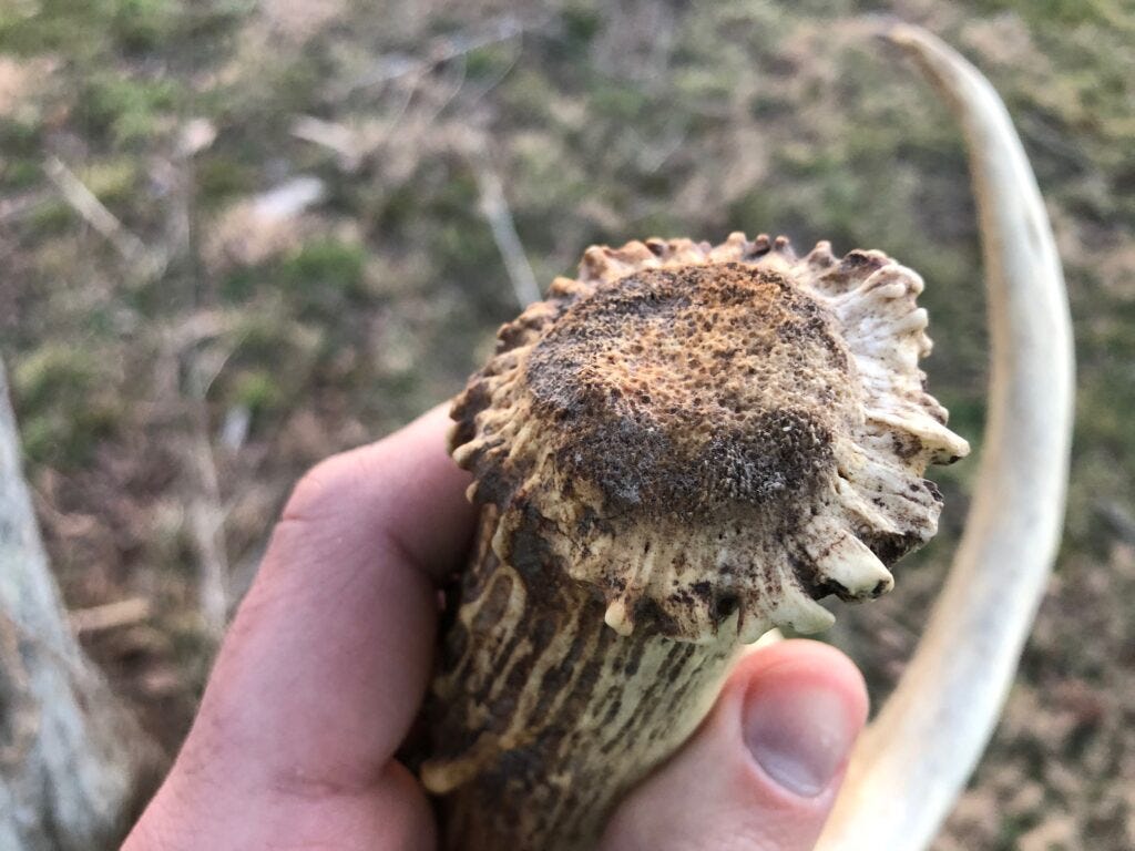 Antler Trap Ideas. During late winter many states close… | by Meant 2B ...