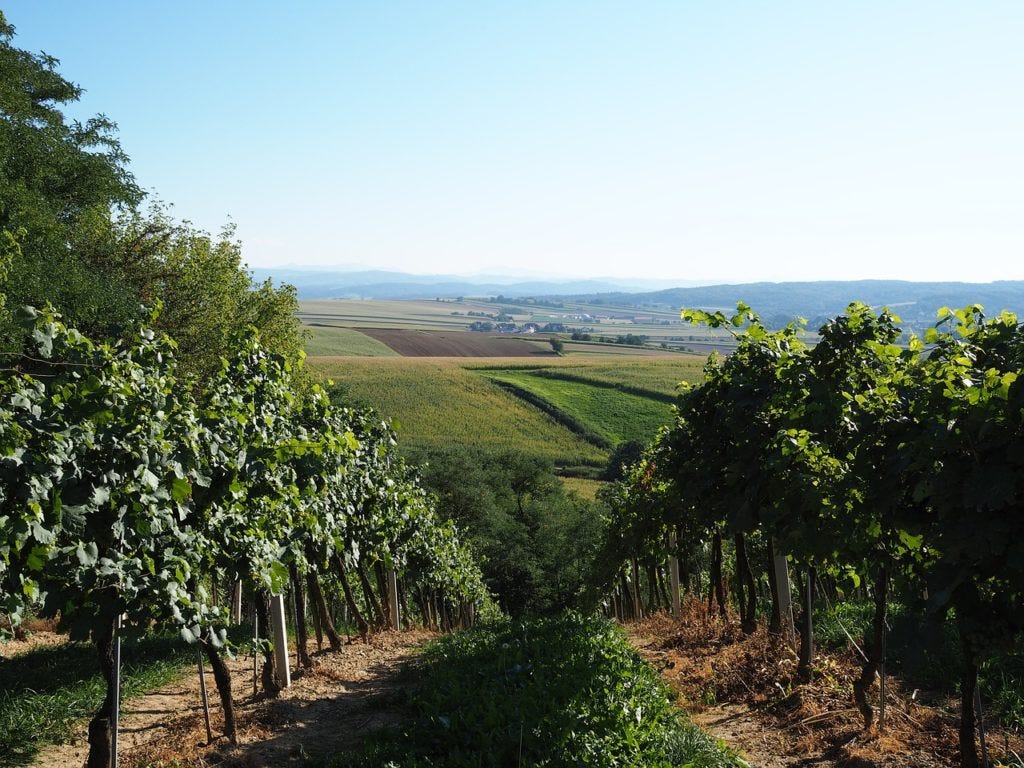 A Guide To The Grape Arinto. Interlude | by Samuel Petersson | Medium