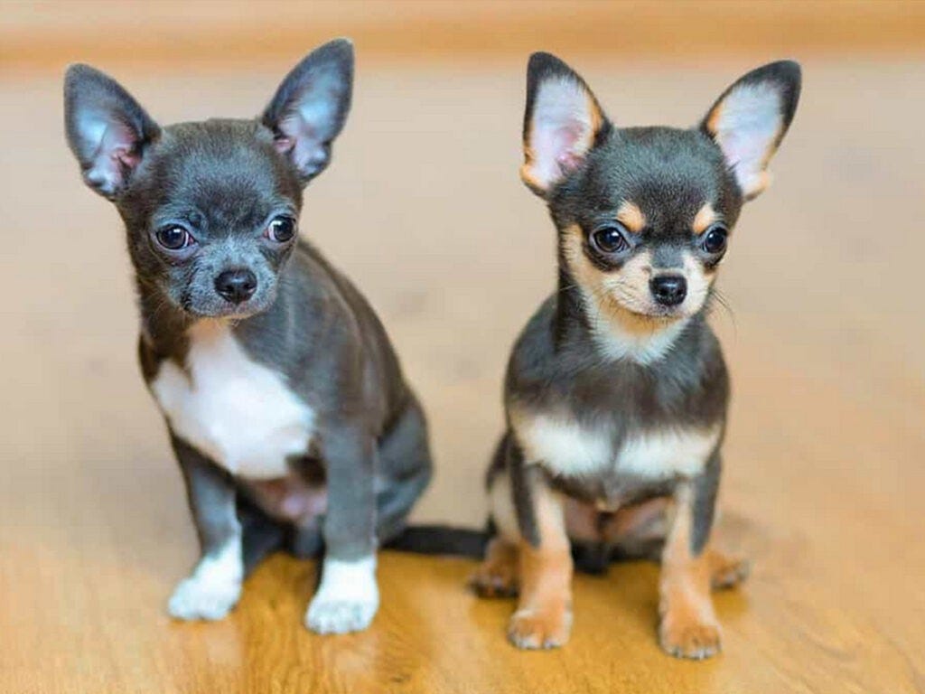 Cual Es La Diferencia Entre Un Chihuahua Y Un Rat Terrier