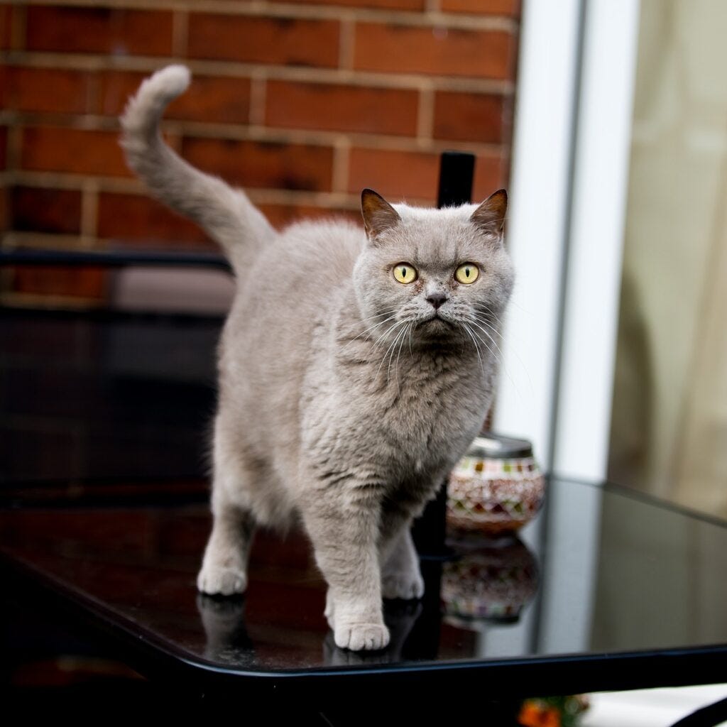 All You Need to Know About Chemotherapy for Cat Lymphoma | by Catlives ...