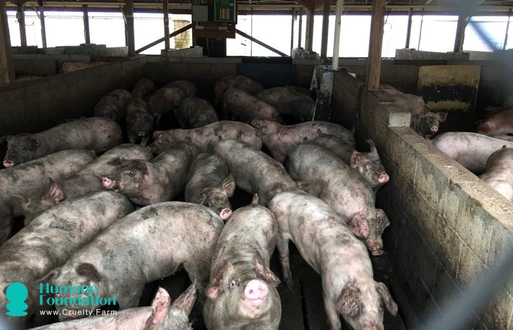 The Hidden Cruelty Behind Your Food: Factory Farming Exposed - Factory ...
