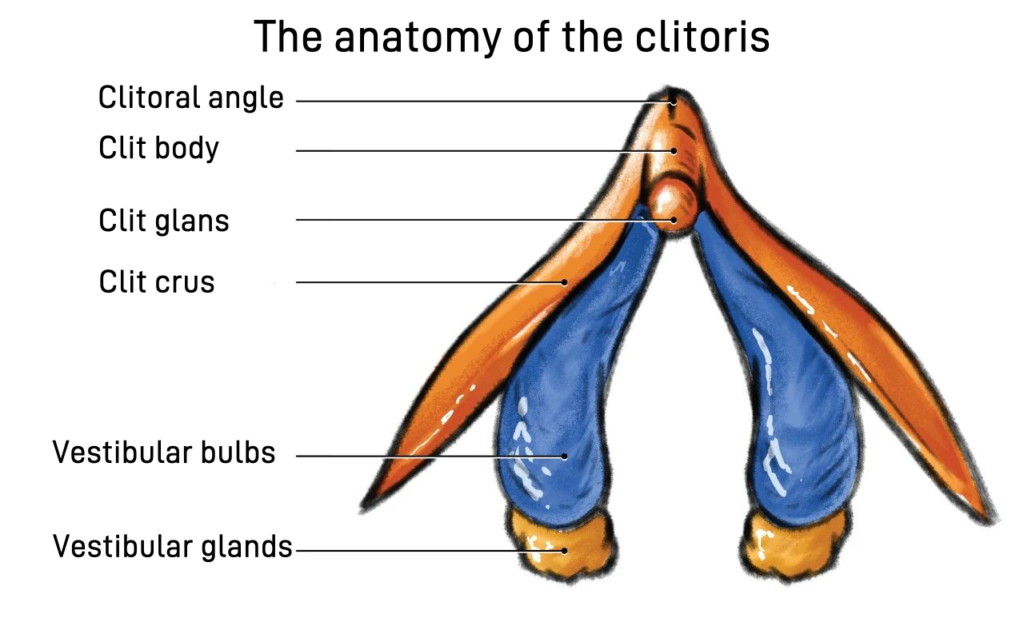 The C-Spot: 6 Tips for Intense Clitoral Pleasure | by Callimisllc | Medium