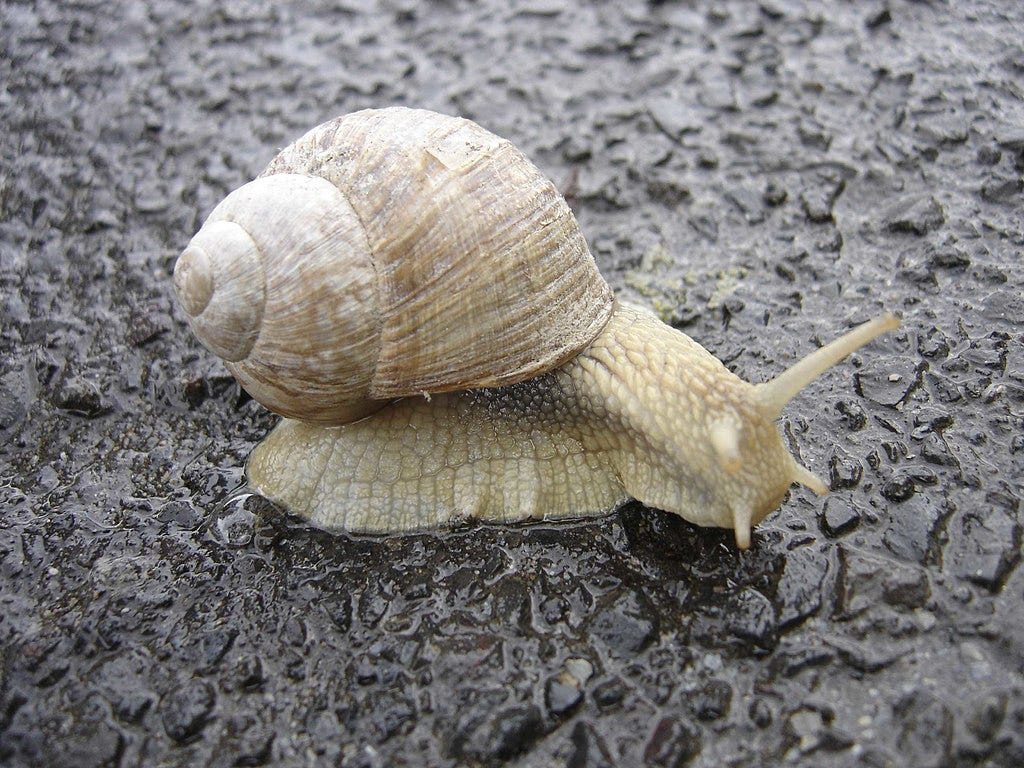 How To Caption Wikipedia Images. A Practical Guide | by Michael Nagy ...