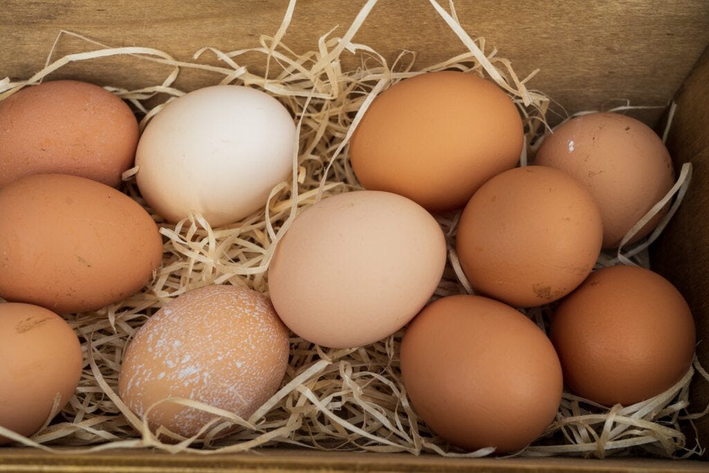 Amberlink Chickens: Breeds, Eggs and Temperament | by bockbocks | Aug ...