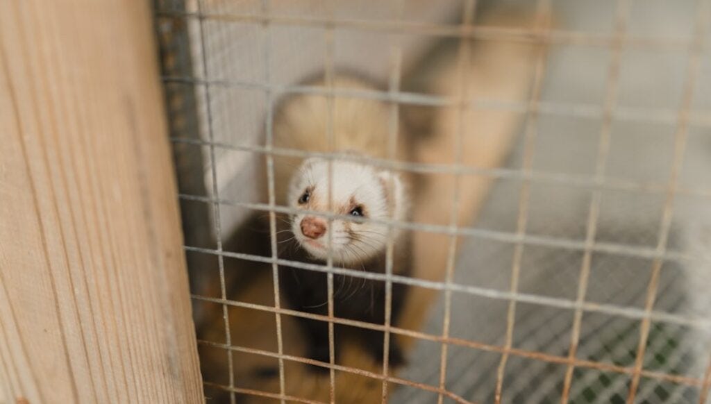Sudden Ferret Death: What Could Be the Causes? | by ToutLeWorld | Apr ...