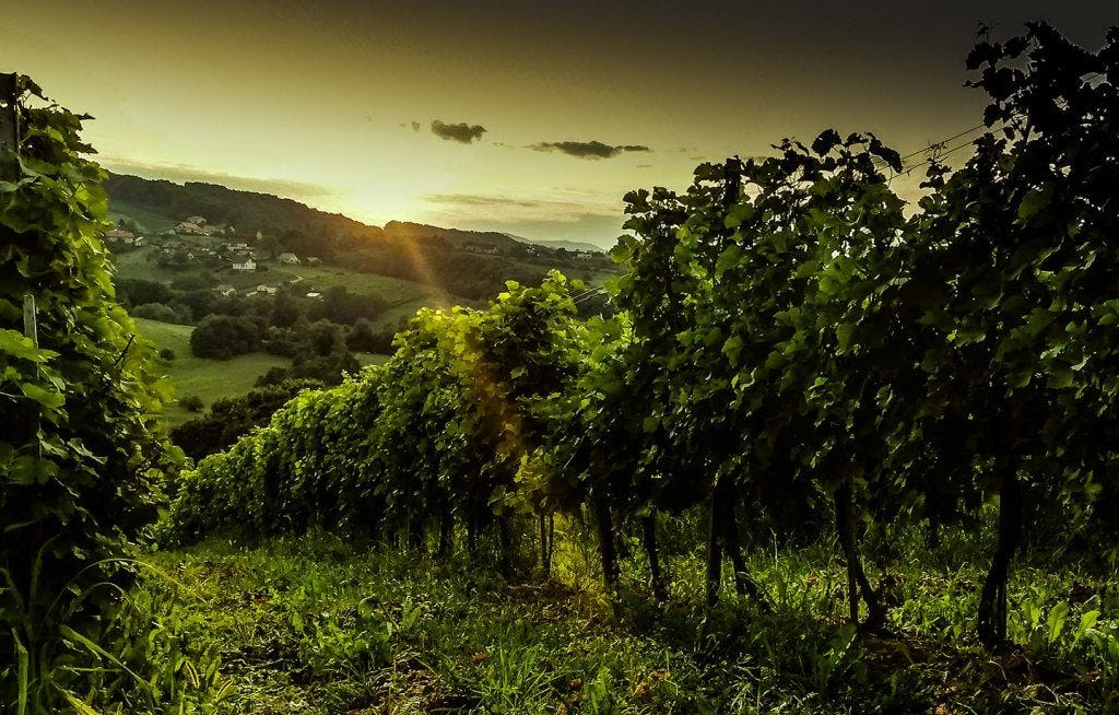 August 2022 Wine Club. Styrian Mountain Wines from Matic | by Jason ...