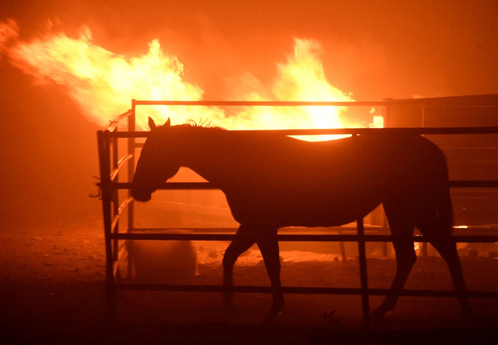 Ranchers return to find 29 horses dead in California wildfires | by ...