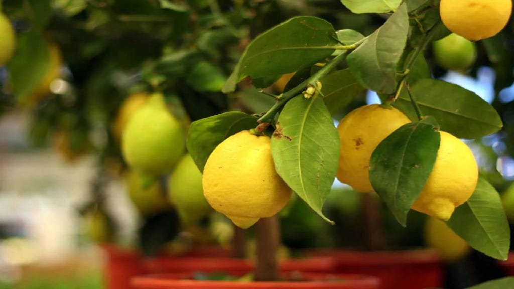 Lemon. Lemon | by Santhifruit | Jun, 2023 | Medium