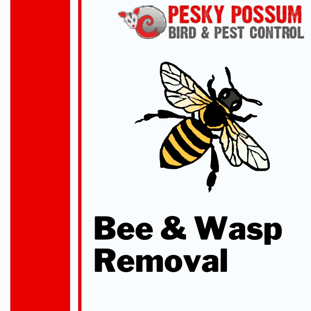 Professional Bee Removal: Leave It to the Experts | by Pest Control ...