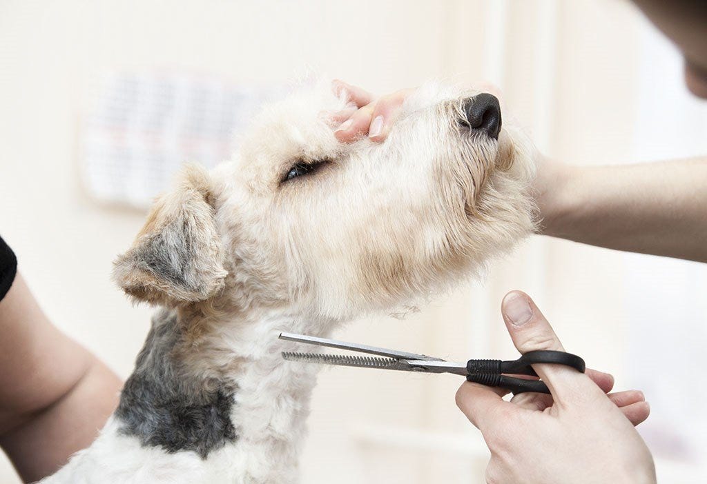 Pet Star Grooming Anaheim: Comprehensive Review and 2024 Grooming ...