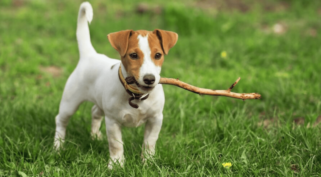 Russell Terrier: Know About This Dog Breed Special Information | by ...