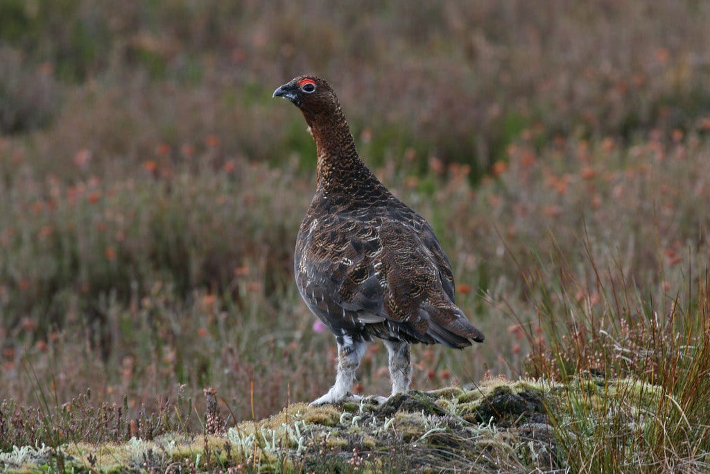 Red Grouse. A moorland bird that is bred for… | by John Welford ...