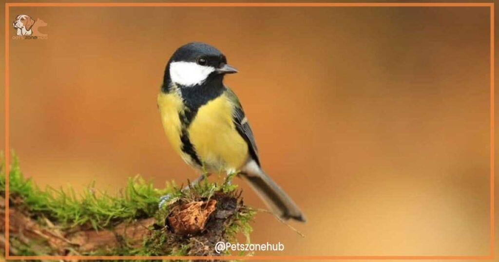 Tit Birds — Pets Zone Hub. Discover The Many Types of Tit Birds… | by ...