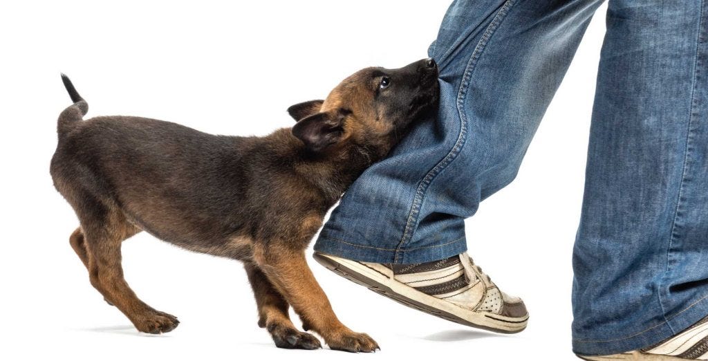 6 Questions to Find The Best Dog For Your Family — Wagging Right | by ...
