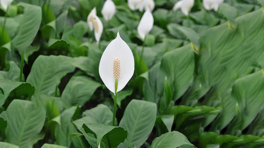 Peace Lily. Peace Lily | by Santhigreens | Medium