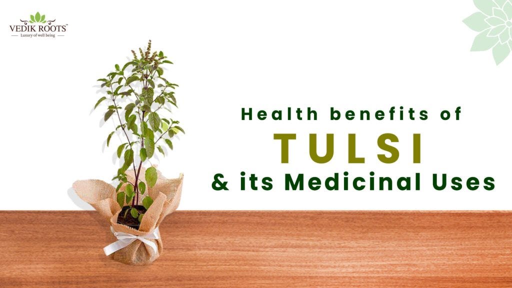Health benefits of Tulsi Plants & its Medicinal Uses | by Sameer ...