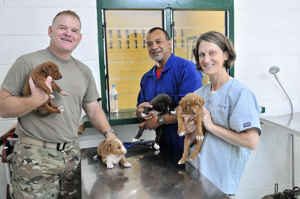 Top Corby Vet Services: Expert Pet Care | by Emergency Vet | Medium