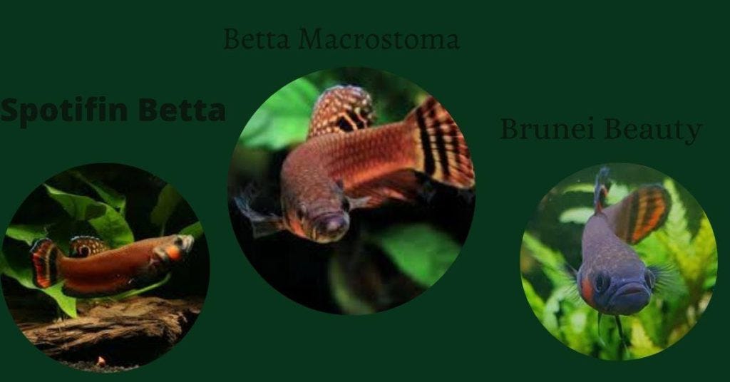 Details: Betta Macrostoma | Spotfin Betta | Brunei Beauty | Petmaga ...