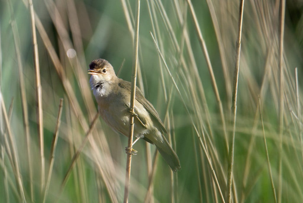 Reed Warbler. A summer visitor to the UK that builds… | by John Welford ...