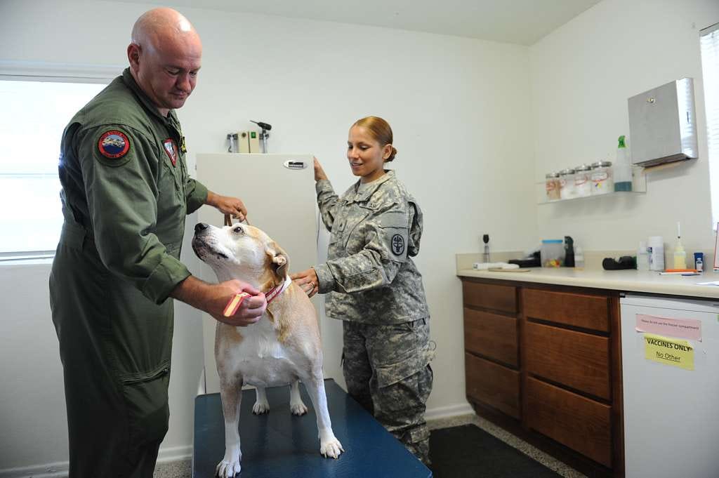 Local Vet Services: Caring for Your Neighborhood Pets | by Emergency ...