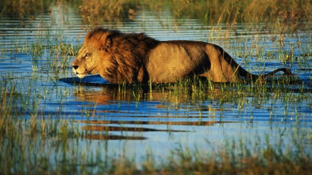 Okavango Delta Travel Guide. The Okavango Delta in northern Botswana ...