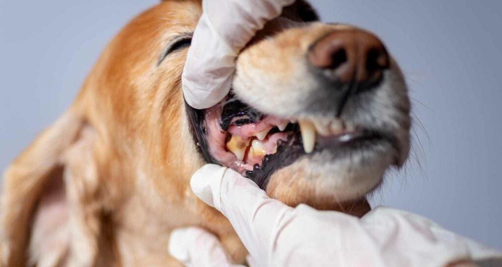 A Guide to Dog Oral Health and Preventing Disease | by Doggyzine.Com ...