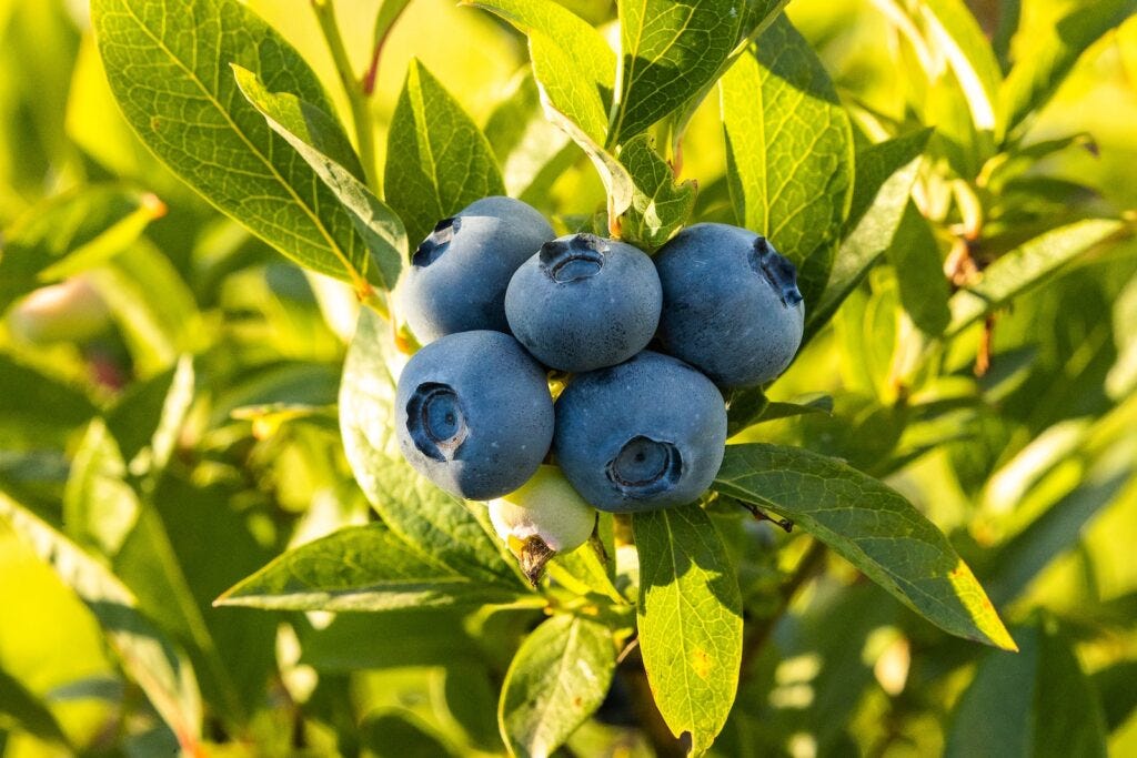 Blueberry hydroponics- 10 tips to grow and Care | by Rahulsandalx | Nov ...