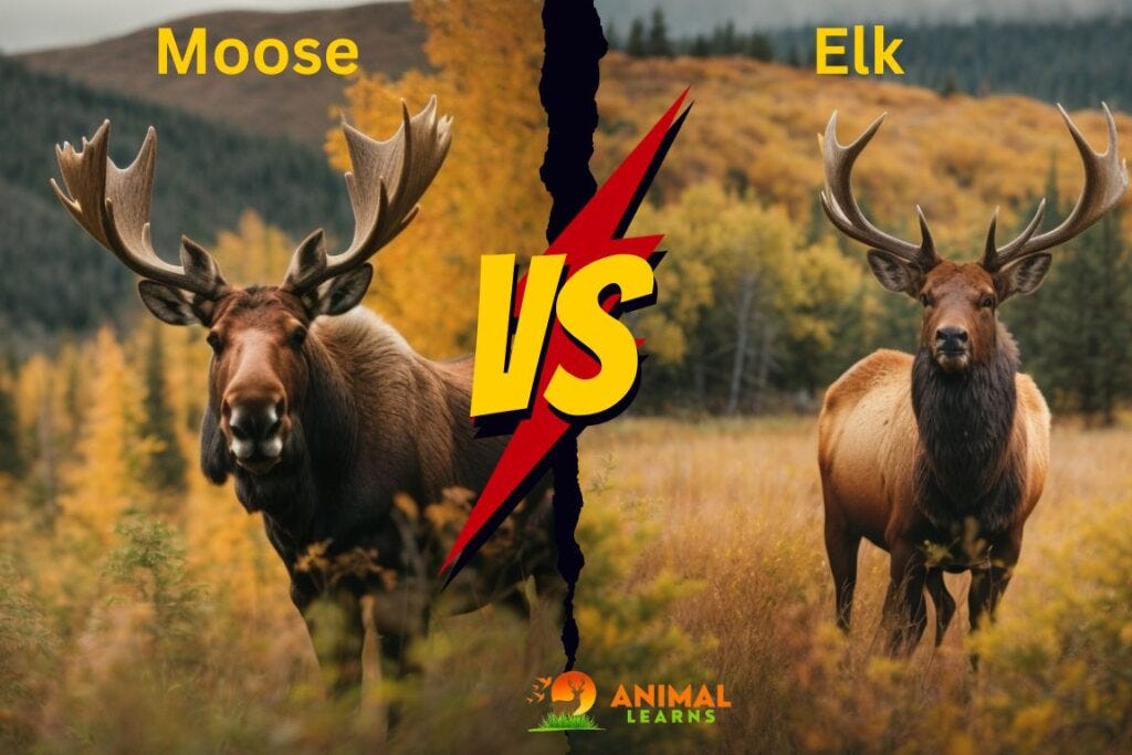 Moose Vs Elk A Visual Comparison By Animal Learns Medium