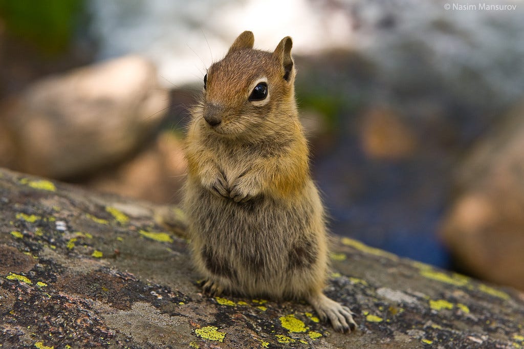 “YOU ARE WEAKER THAN A CHIPMUNK.” | by Ample Earth | Medium