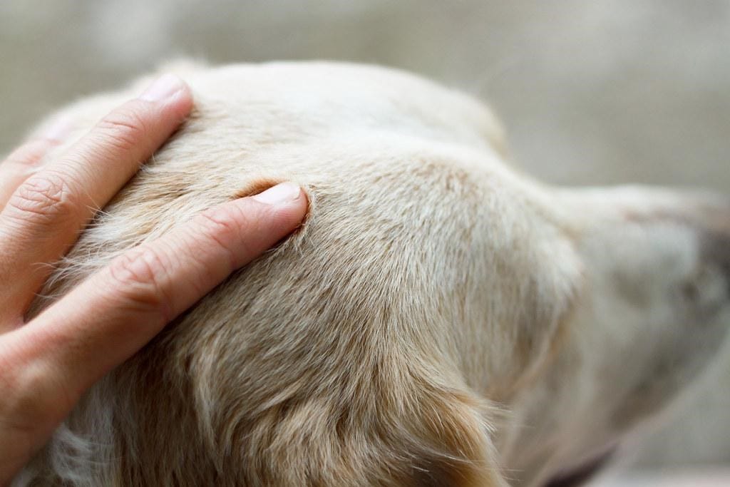 Dandruff in Dogs: Treatment. Dandruff is also known as seborrheic… | by ...